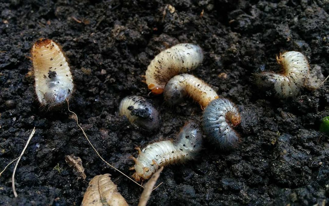 🐛 LARVEN: Engerlinge von Rosenkäfer, Maikäfer oder Junikäfer?