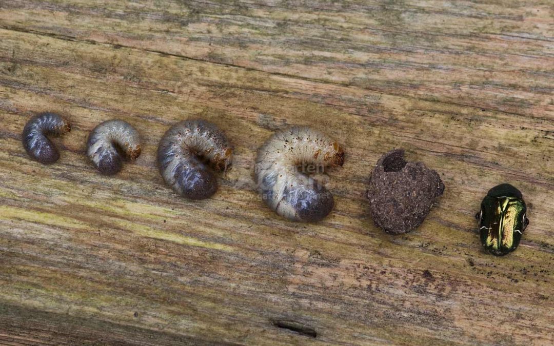 🐛 LARVEN: Engerlinge von Rosenkäfer, Maikäfer oder Junikäfer?