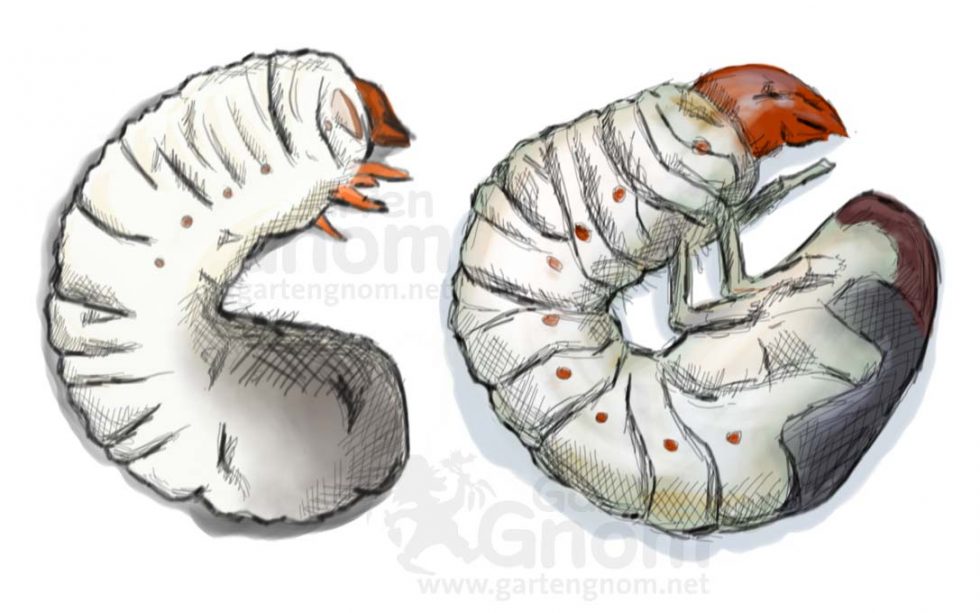 🐛 LARVEN: Engerlinge von Rosenkäfer, Maikäfer oder Junikäfer?